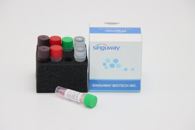 Fluorescent Real Time HCV RT PCR Kit HSV2 Test Kit Laboratory Use CE